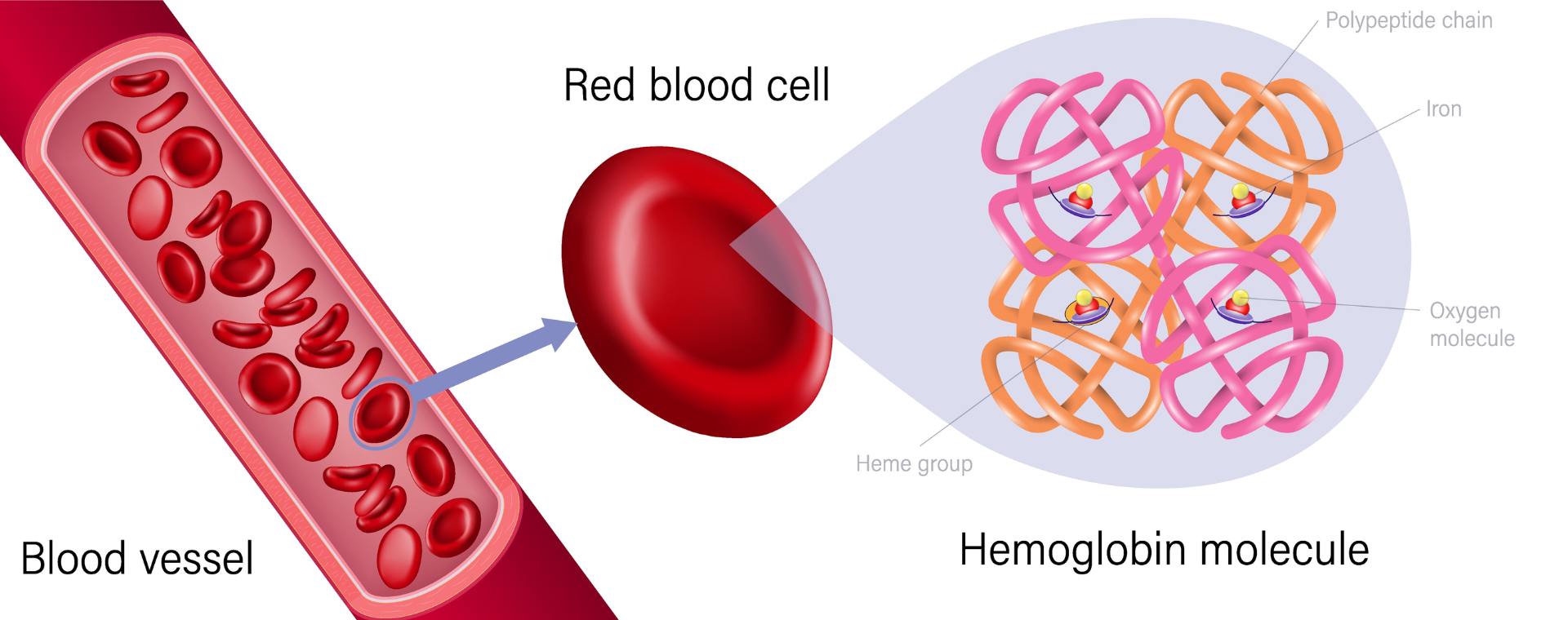 Αιμοσφαιρίνη - Μικροβιολογική Πρόληψη